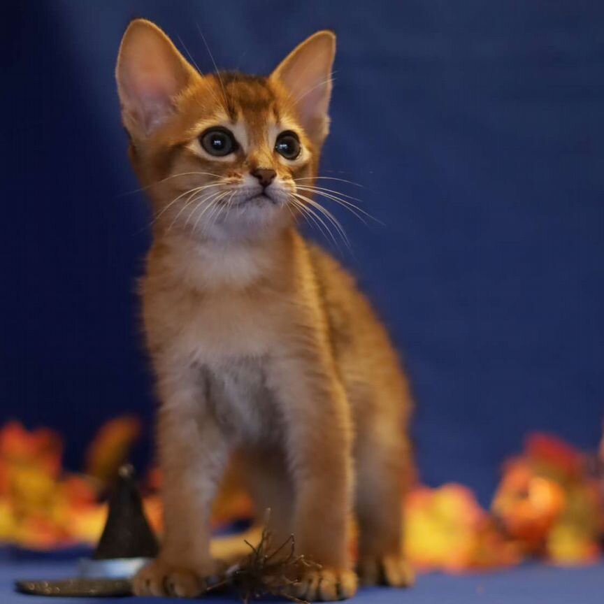 Котята абиссинские
