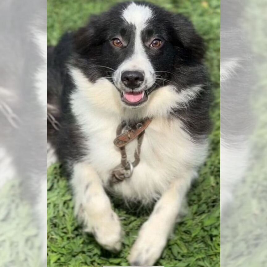 Взрослая собака в добрые руки