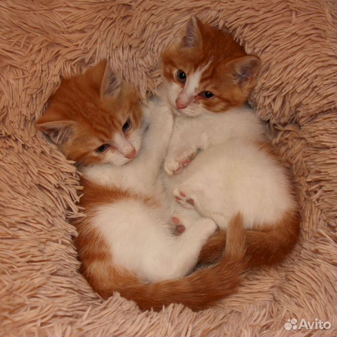 Ищем дом для бело-рыжих котят