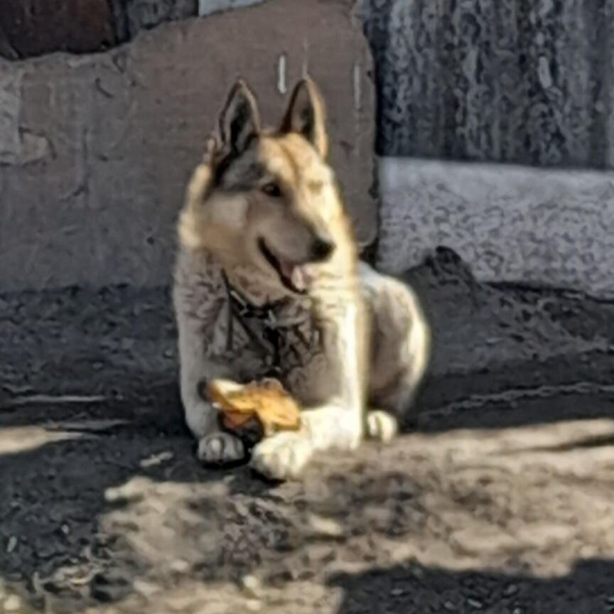 Щенки западно сибирской лайки