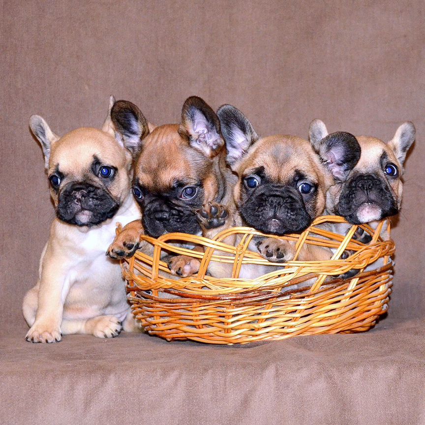 Французский бульдог, щенок