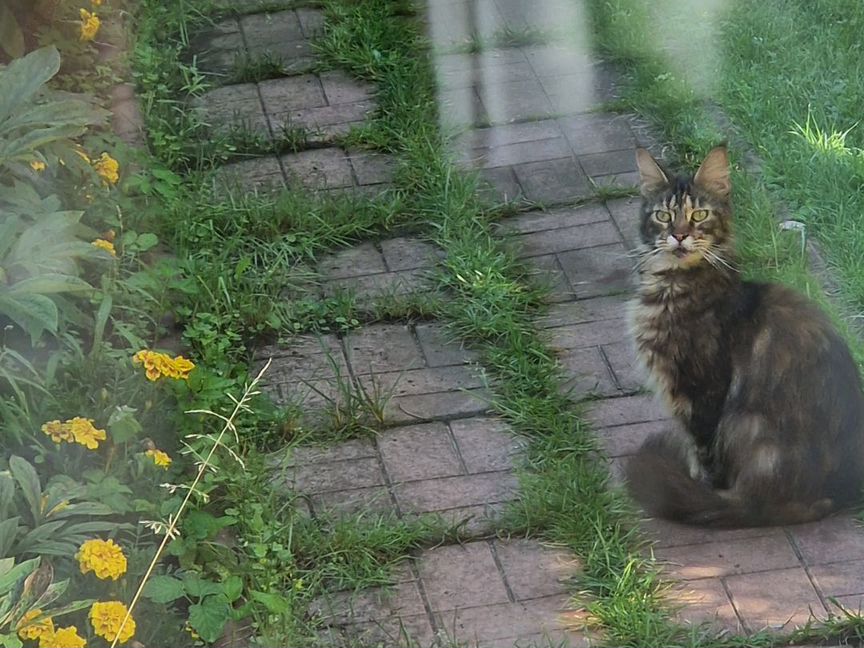 Кошечка помесь с мейкун