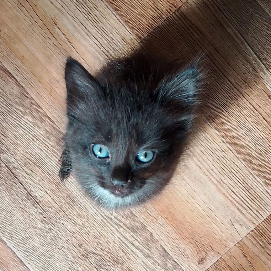 Отдам в добрые руки