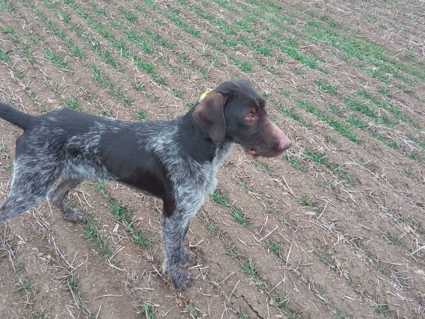 Продаётся дратхаар