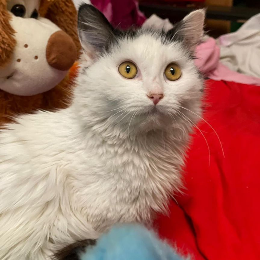 Снежинка к новому году. Приют