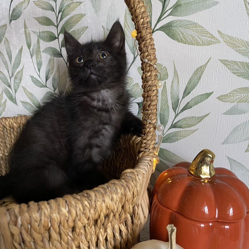 Котенок Карамелька в добрые руки