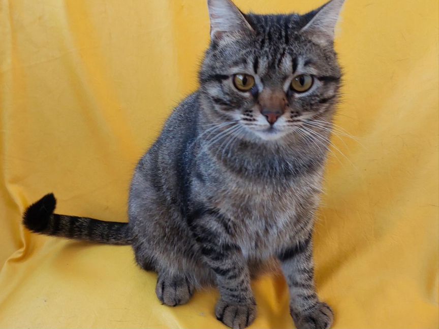 Метис британца Лёвушка в дар