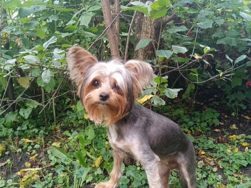 Йоркширский терьер щенки