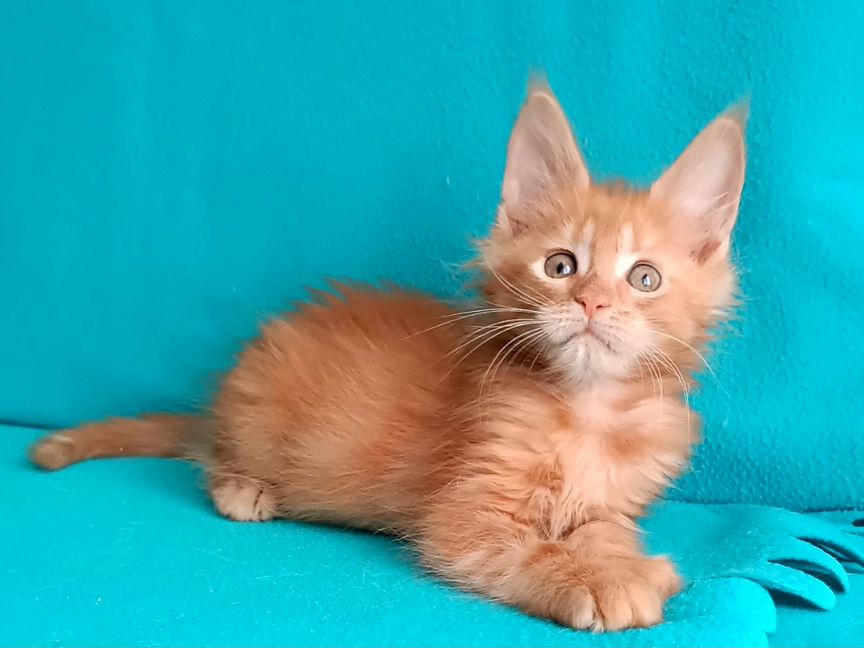 Котята мейн-кун