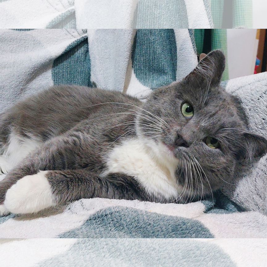 Британский короткошёрстный, взрослый кот