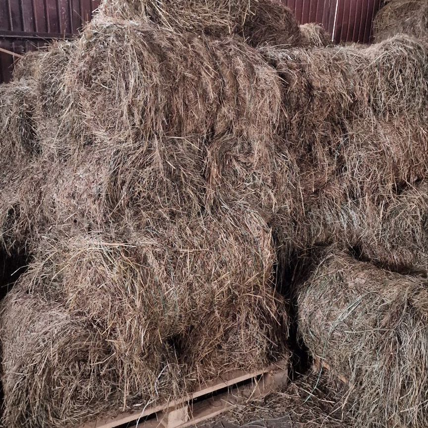 Сено люцерны в тюках