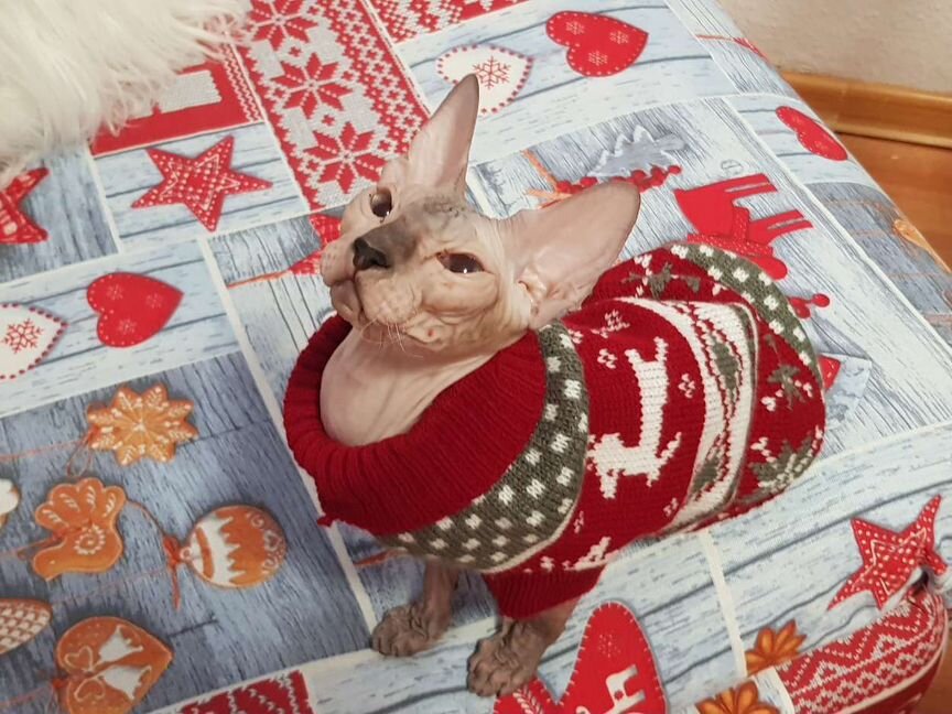 Новогодний свитер для животных