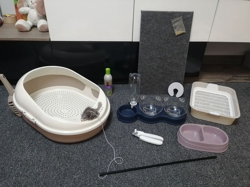 Принадлежности для кошек