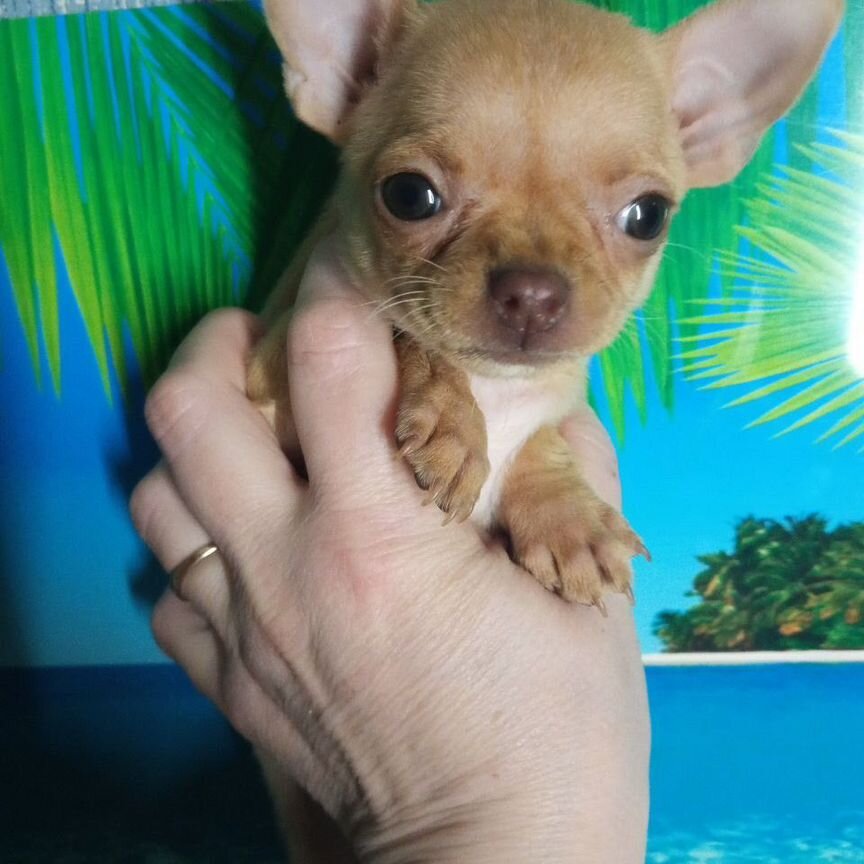 Чихуахуа, щенок