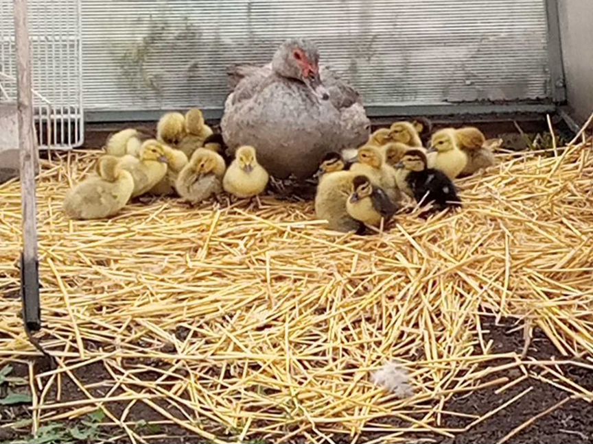 Индоутята. Утята Индоутки