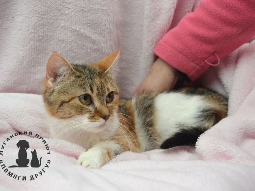 Мона с зоны сво ищет уютный дом