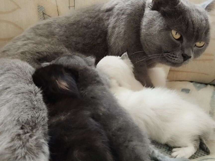 Продам британских котят:2 пацана, 3девоч