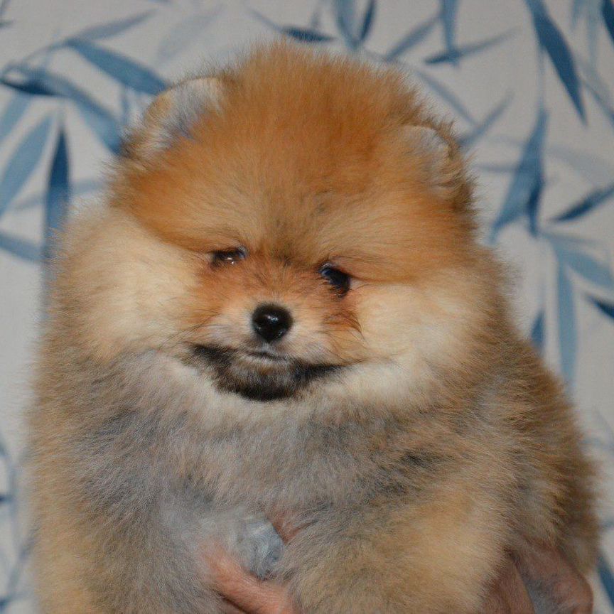 Померанский шпиц рыжий девочка