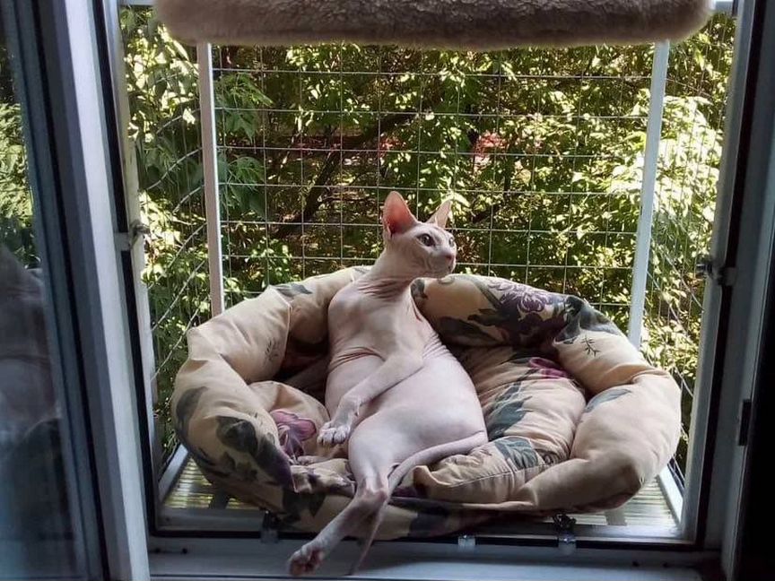 Балконы для выгула кошек, выгул для кота