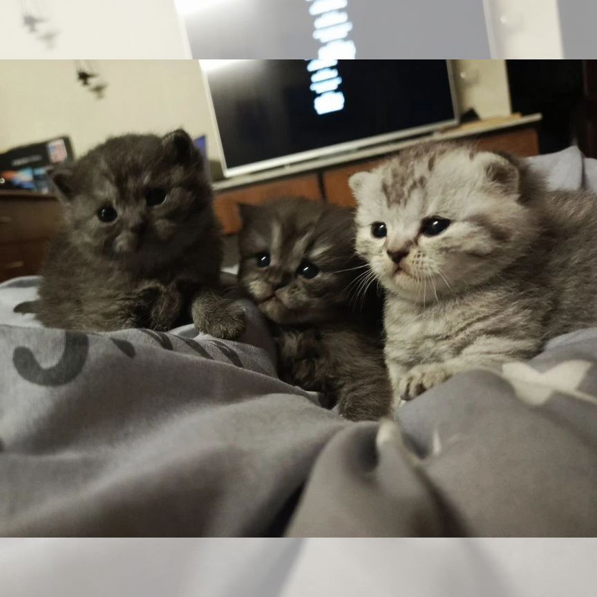 Шотландский вислоухий короткошёрстный котёнок