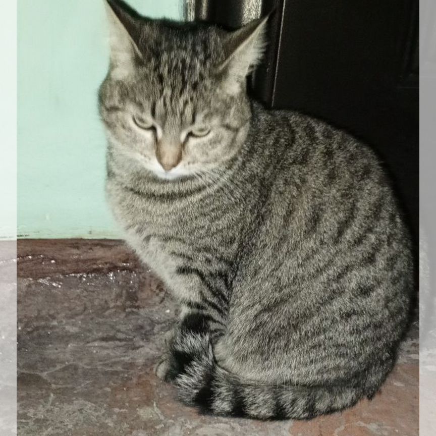 Нашли кошку-та