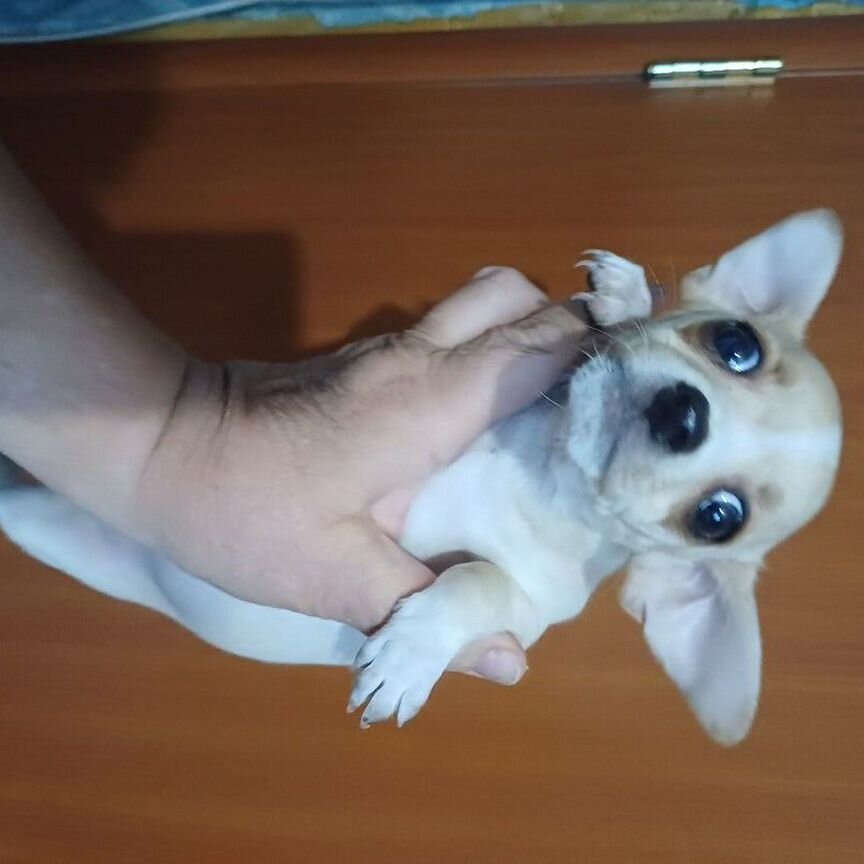 Качественные щенки мини той терьера разного пола