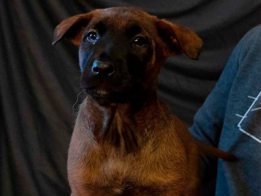 Малинуа щенок мальчик