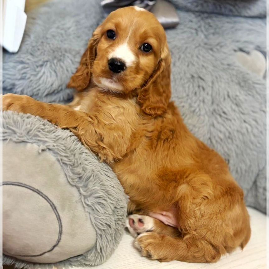 Кокер спаниель, щенок