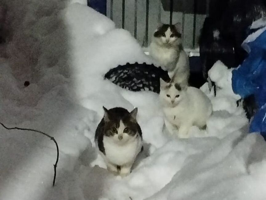 SOS котята и мама кошка земерзают на холоде