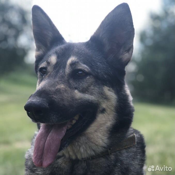 Жизнерадостная Добрая Ариэль ждет своих хозяев