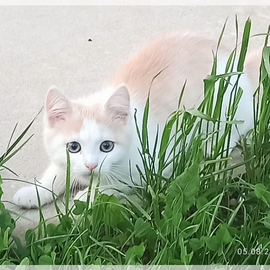 Котики бесплатно в добрые руки