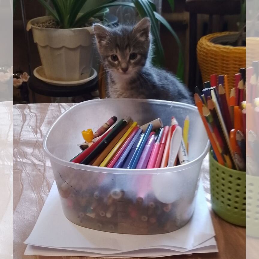 Котёнок