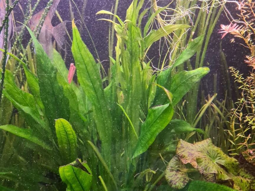 Аквариумное растение эхинодорус амазонский