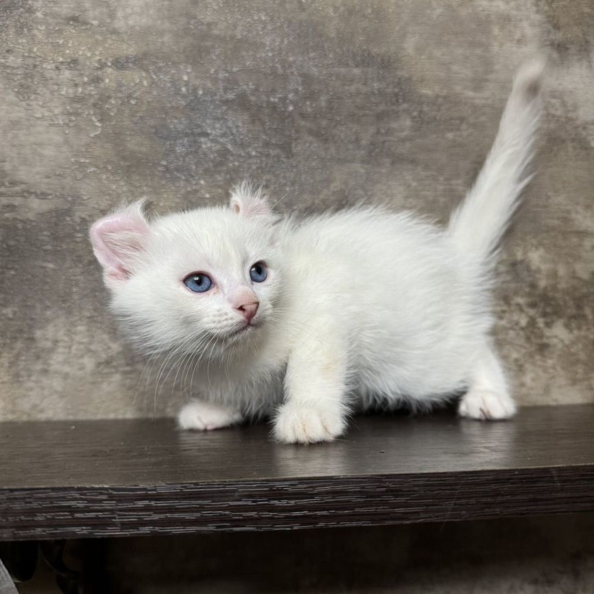 Котенок