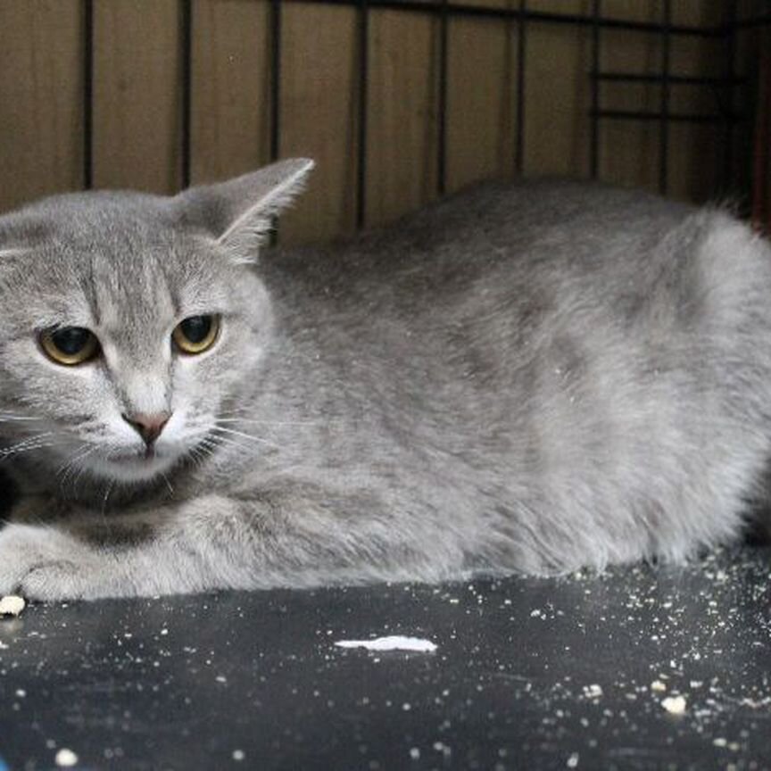 Фрайни ответственным людям