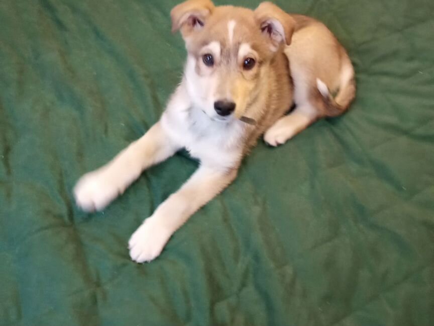 Щенок в добрые руки