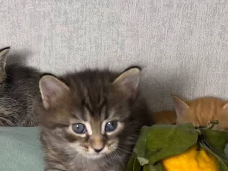 Кошки в добрые руки