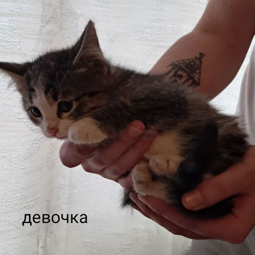 Котята, 2 месяца