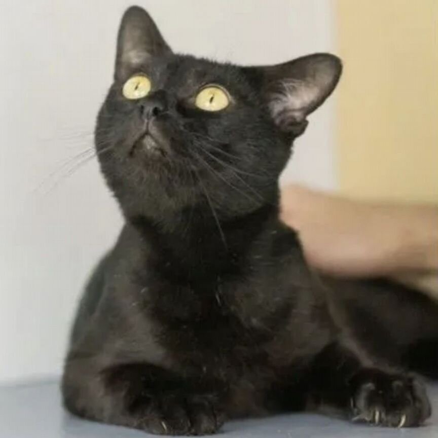 Взрослый кот в добрые руки