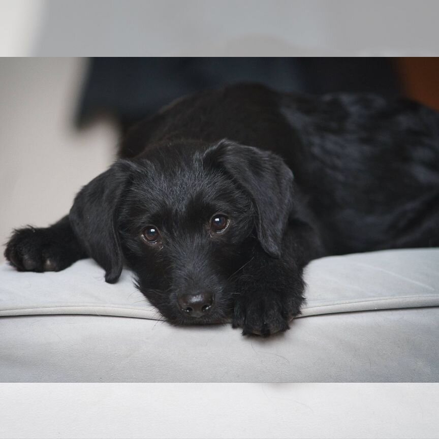 Щенок в добрые руки