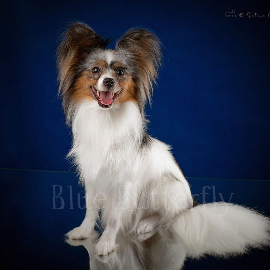 Необыкновенный мальчик папийона