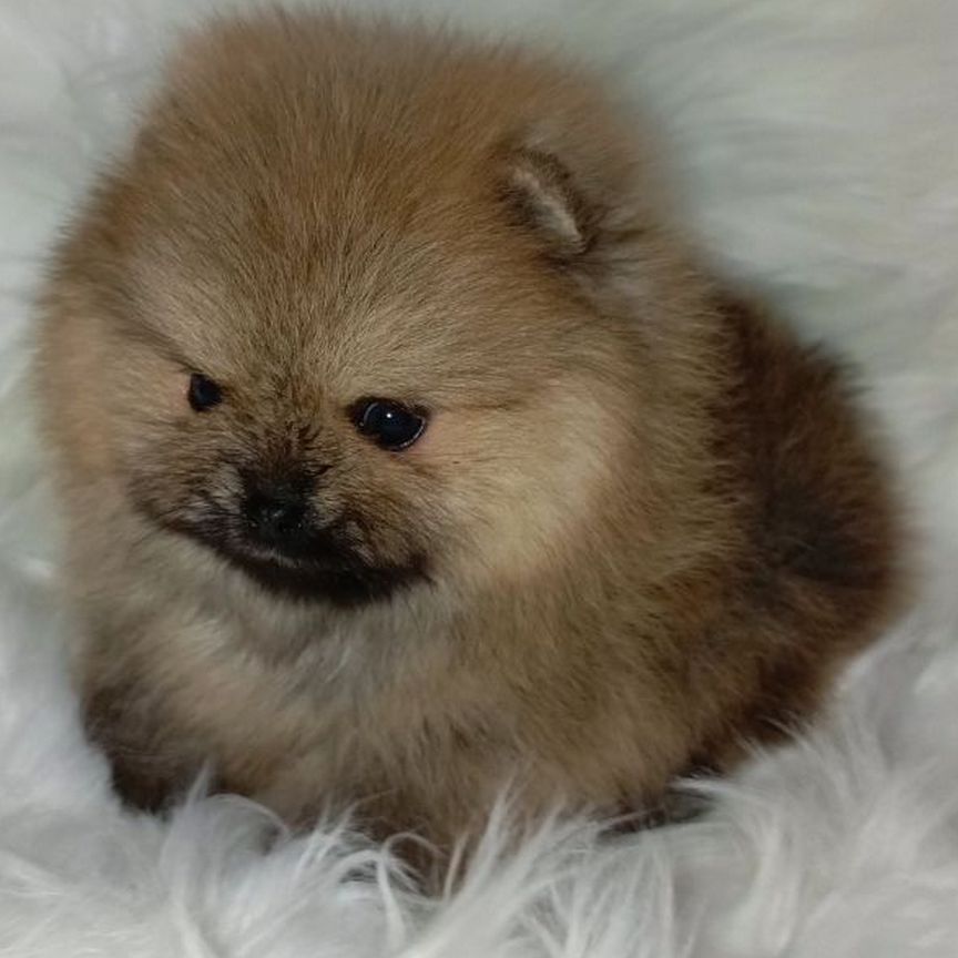 Померанский шпиц, щенок