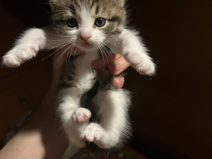 Котята в добрые руки приучены к лотку