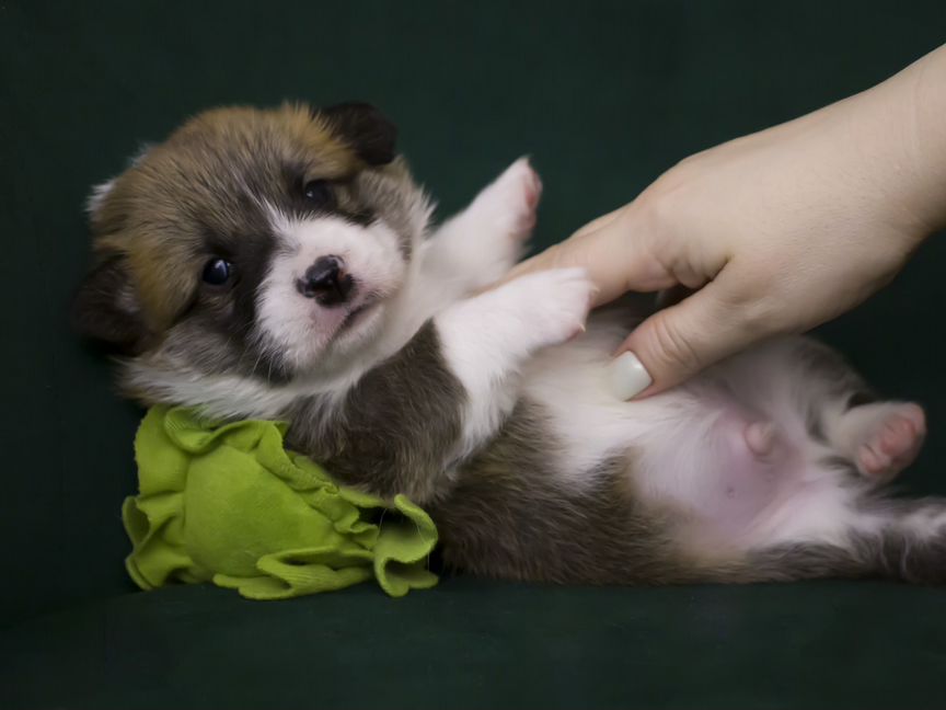 Щенки вельш-корги пемброк