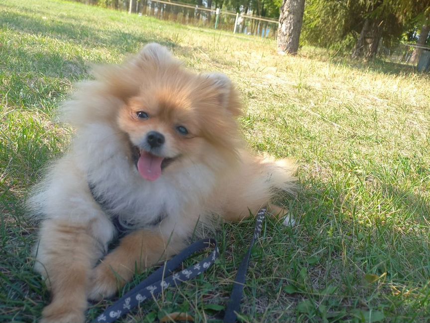 Померанский шпиц мини девочка