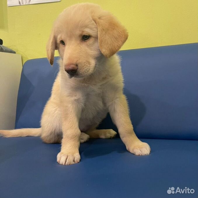 Золотой щенок Айва в добрые руки