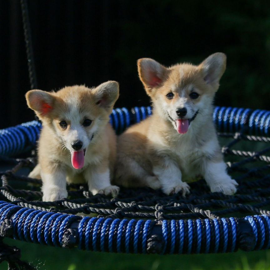Вельш-корги пемброк щенки