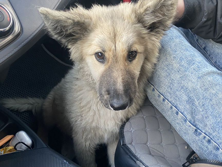 Собаки бесплатно в добрые руки