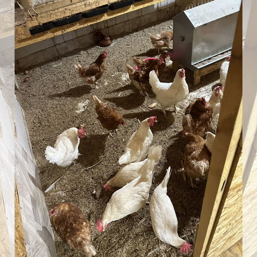 Куры несушки