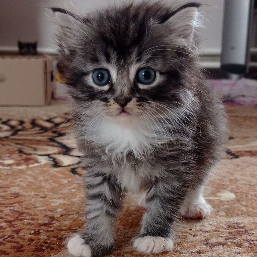 Британский короткошёрстный котёнок